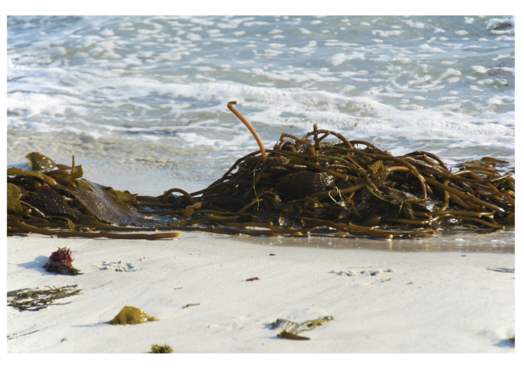 H2E NET I NATURPÄPARAT I – 100% Slowenisch Produkt